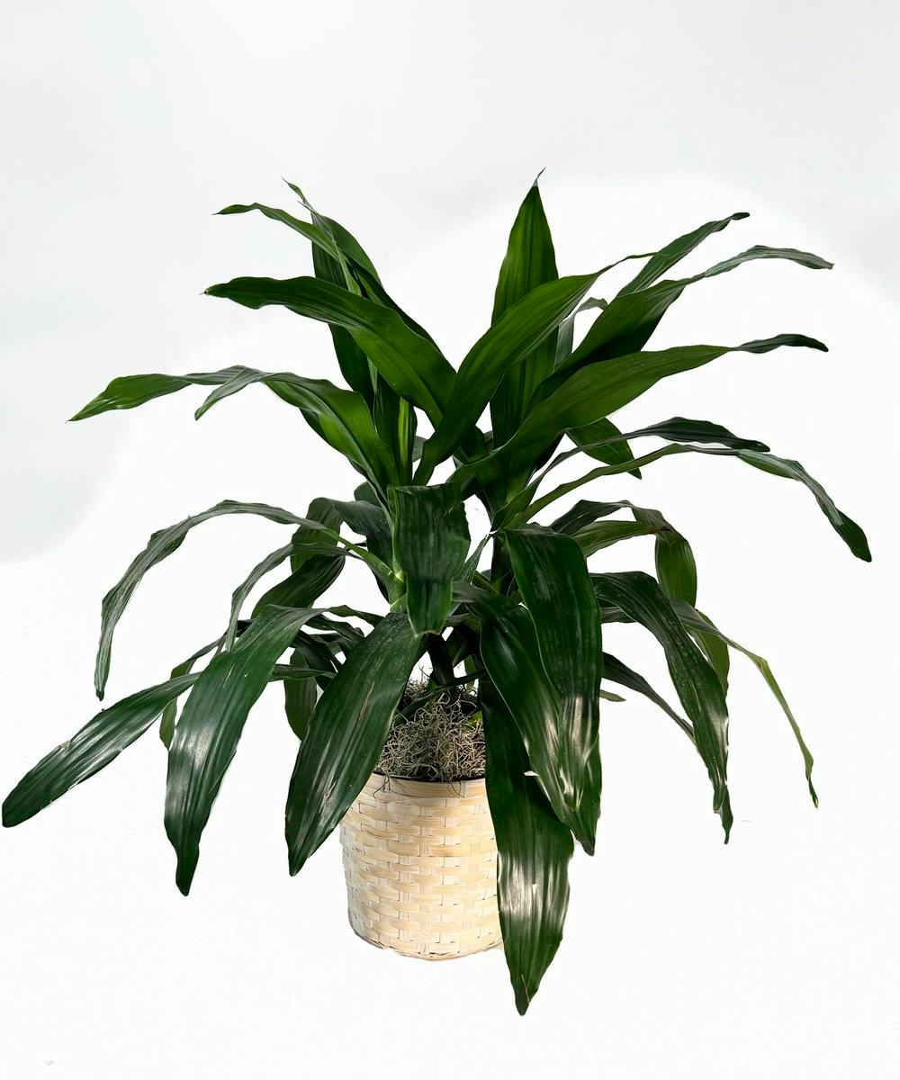 Janet Craig Dracaena Plant | Norton's Florist & Greenhouse