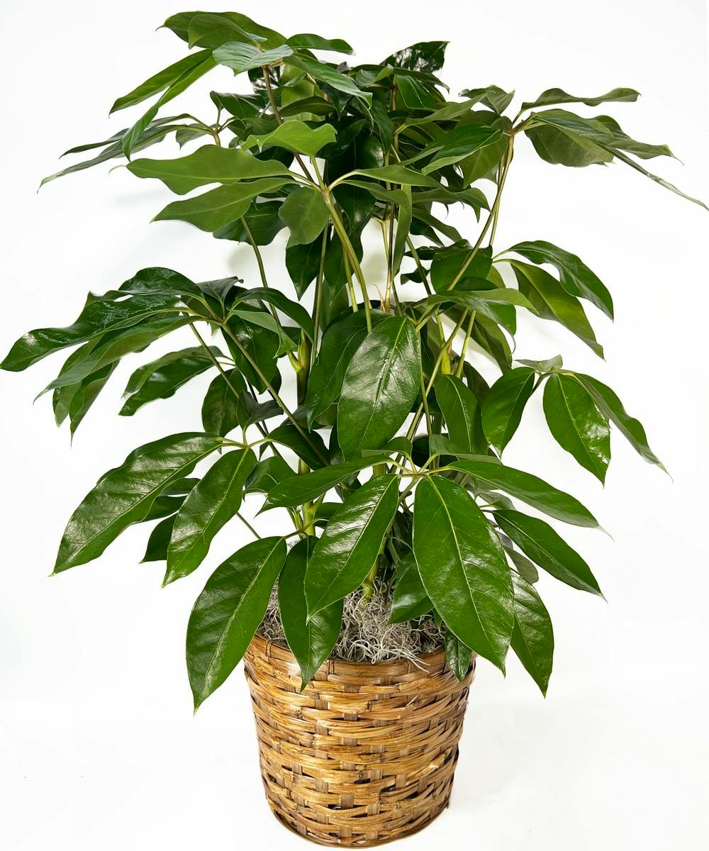 Amate (Australian Umbrella Plant) | Norton's Florist Birmingham