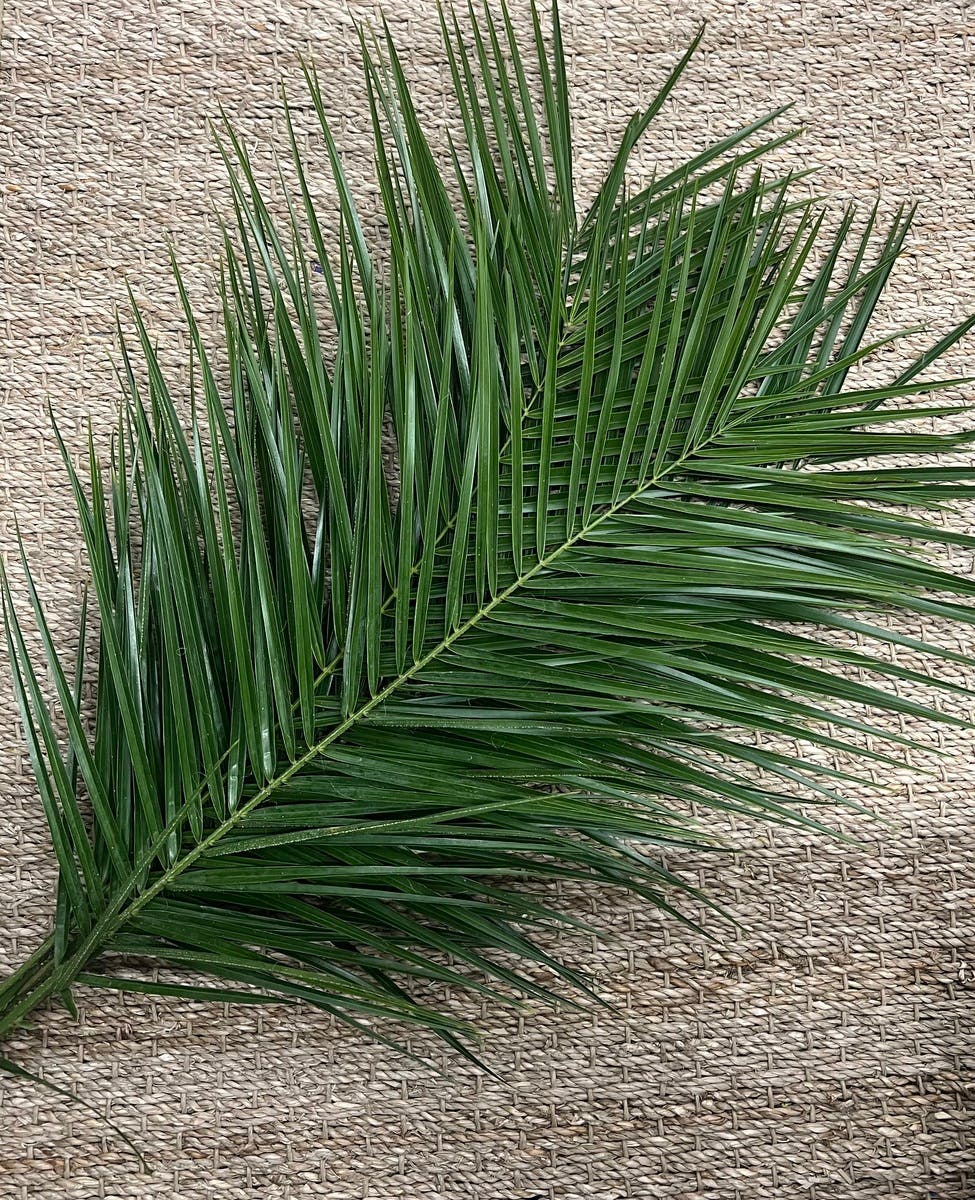 Robellini Easter Palms | Norton's Florist Birmingham