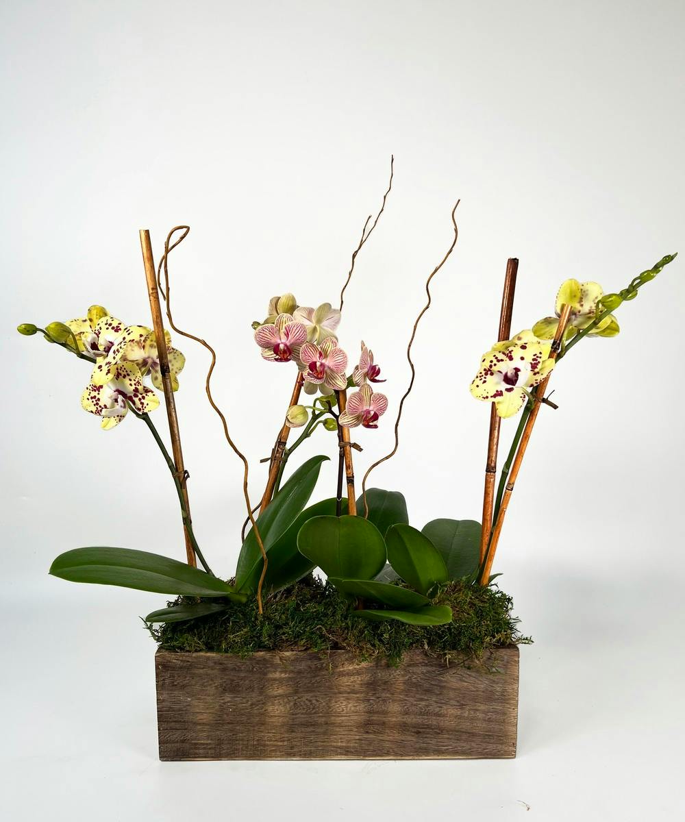 Petite Orchid Trio | Birmingham Plant Delivery